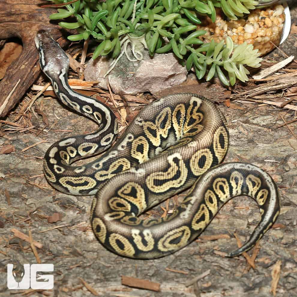 Female Pastel Het Red Axanthic Ball Python For Sale - Underground Reptiles