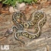 Ball Pythons For Sale - Underground Reptiles