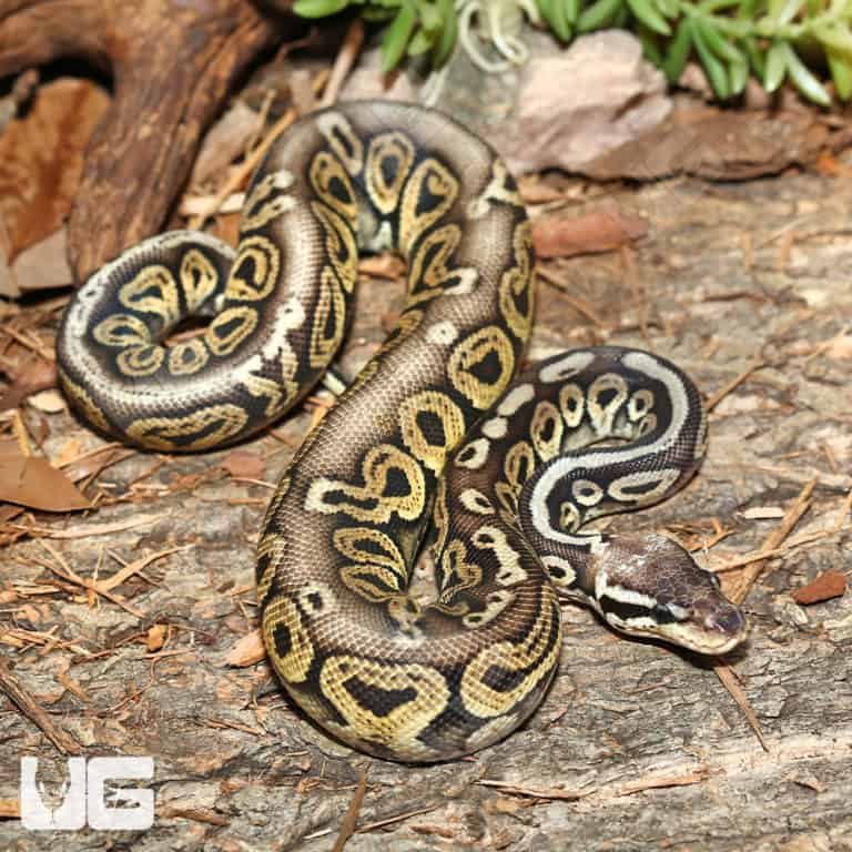 Female Pastel Het Red Axanthic Ball Python For Sale - Underground Reptiles