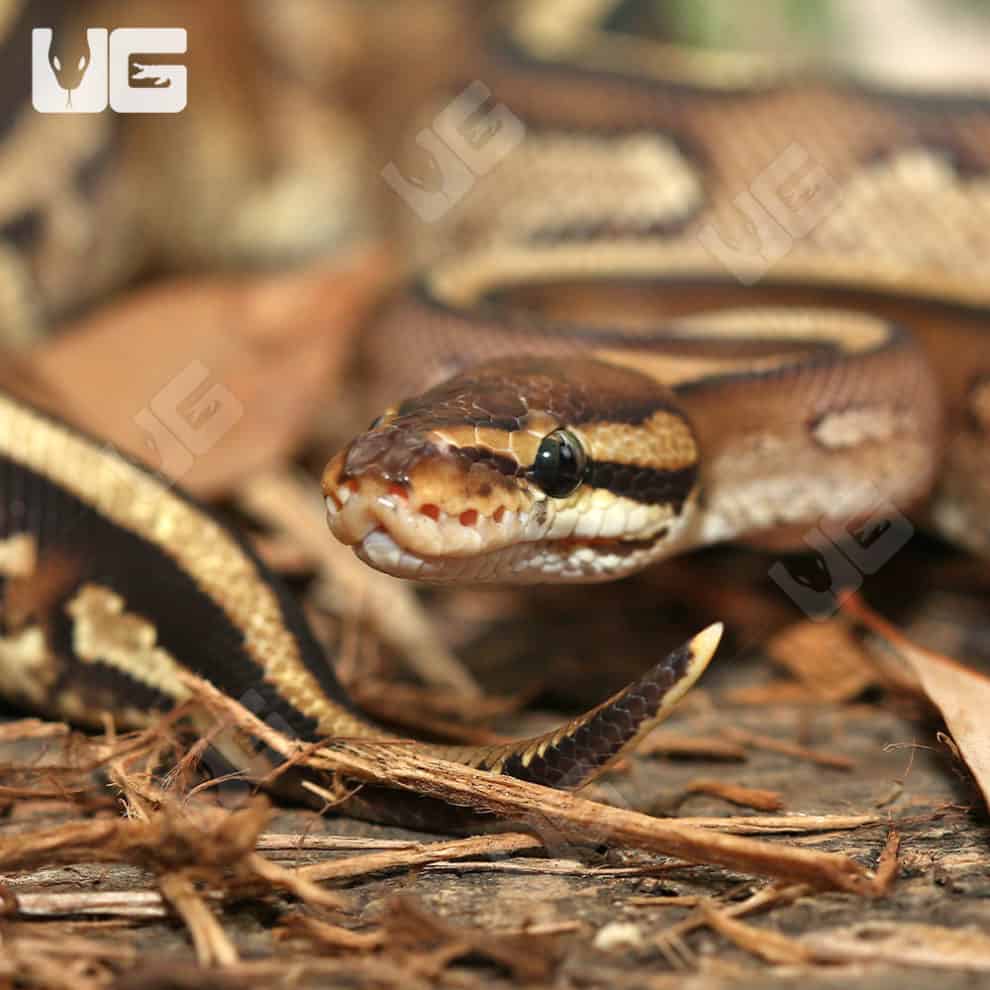 Baby Baby Enchi Firefly Hypo Ball Python For Sale - Underground Reptiles