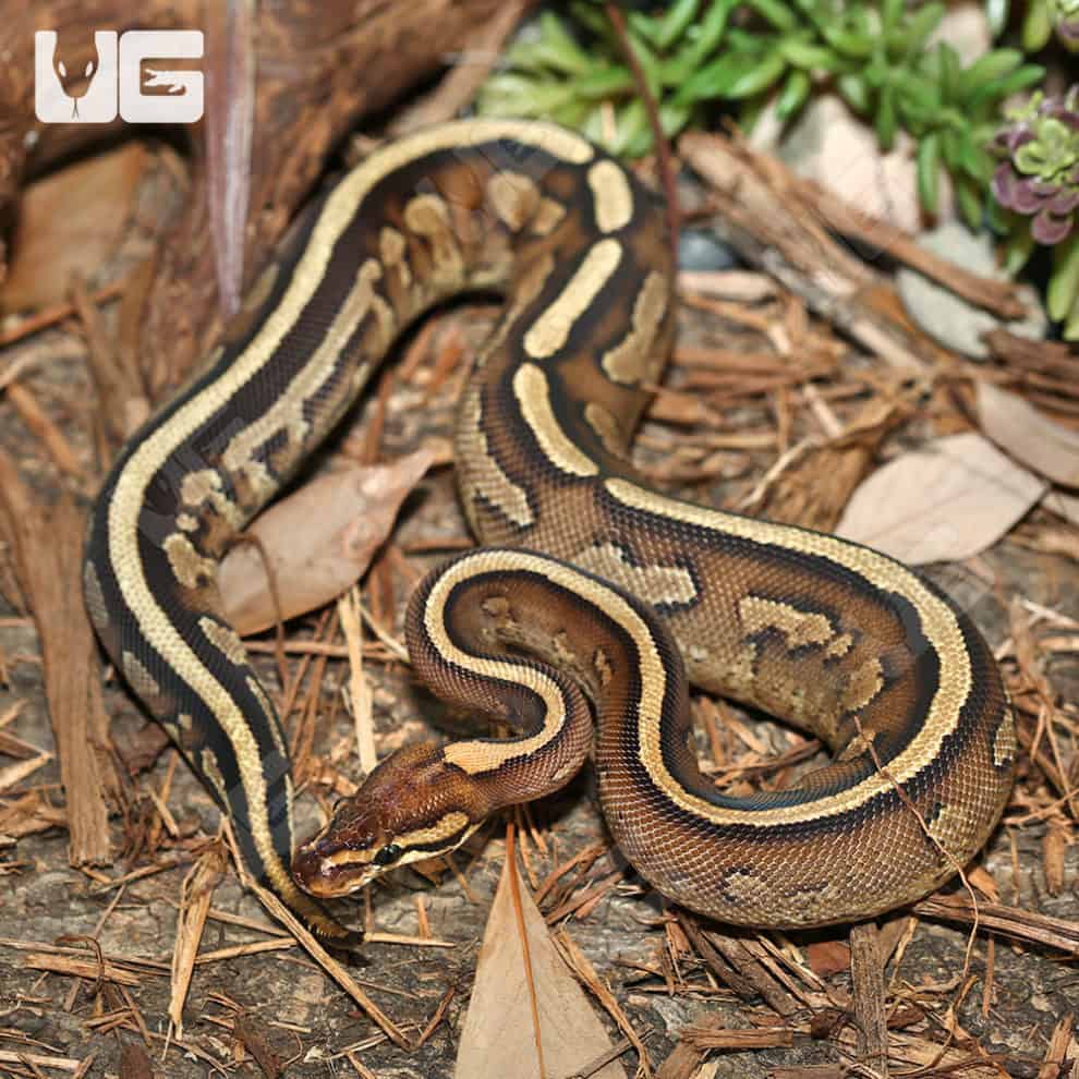 Baby Baby Enchi Firefly Hypo Ball Python For Sale - Underground Reptiles