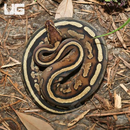 Baby Baby Enchi Firefly Hypo Ball Python For Sale - Underground Reptiles