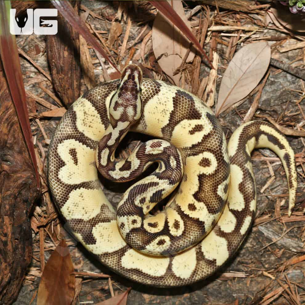 Yearling Male Enchi Firefly Ball Python For Sale - Underground Reptiles