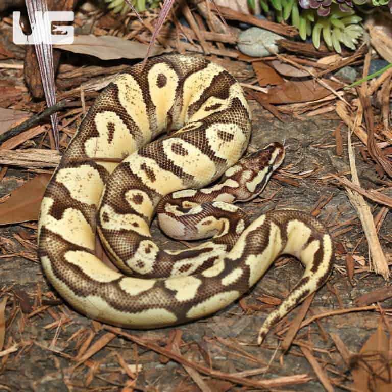 Yearling Male Enchi Firefly Ball Python For Sale - Underground Reptiles