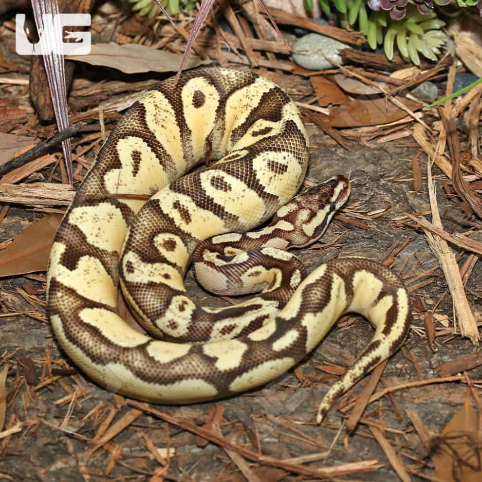 Yearling Male Enchi Firefly Ball Python For Sale - Underground Reptiles