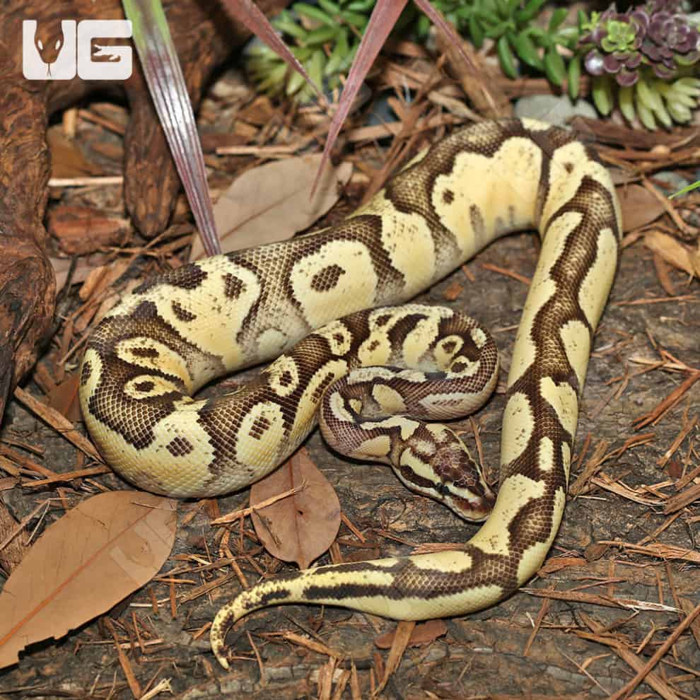 Yearling Male Enchi Firefly Ball Python For Sale - Underground Reptiles