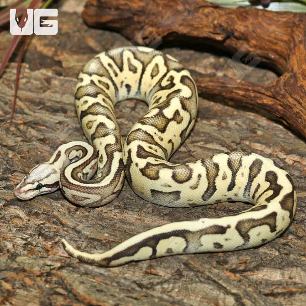 Ball Pythons For Sale - Underground Reptiles