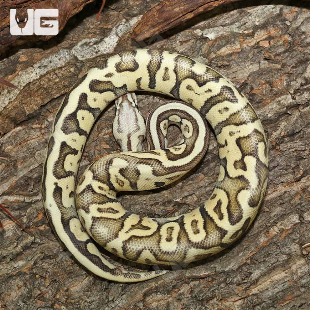 Baby Enchi Pied Ball Python For Sale - Underground Reptiles