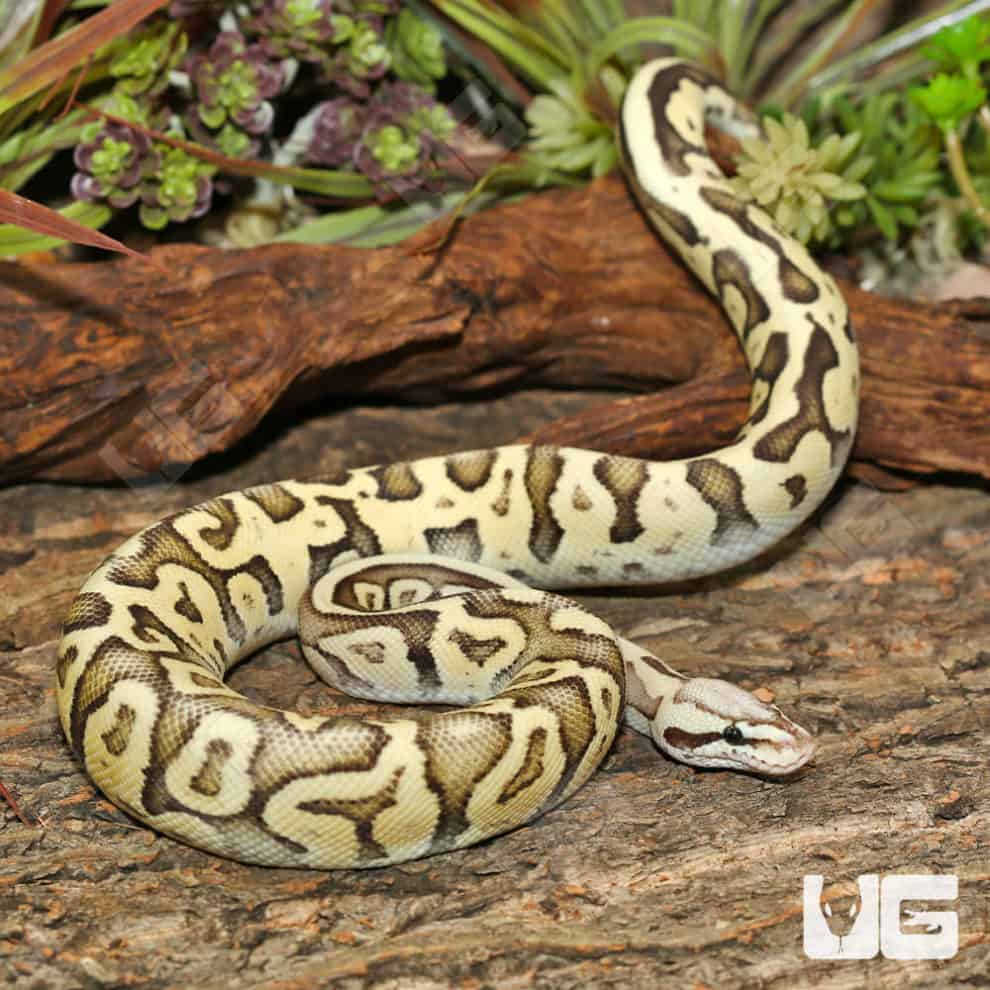 Baby Enchi Pied Ball Python For Sale - Underground Reptiles