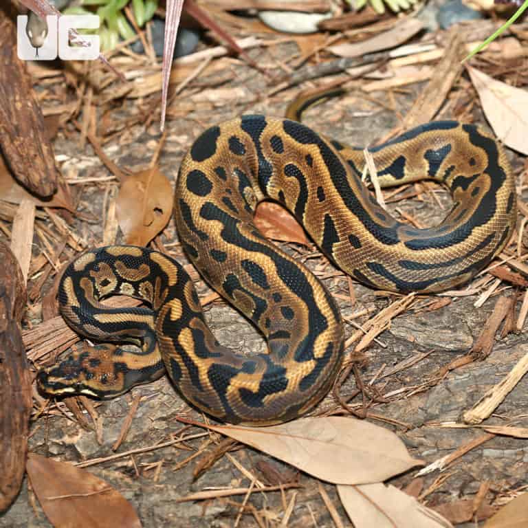 Ball Pythons For Sale - Underground Reptiles