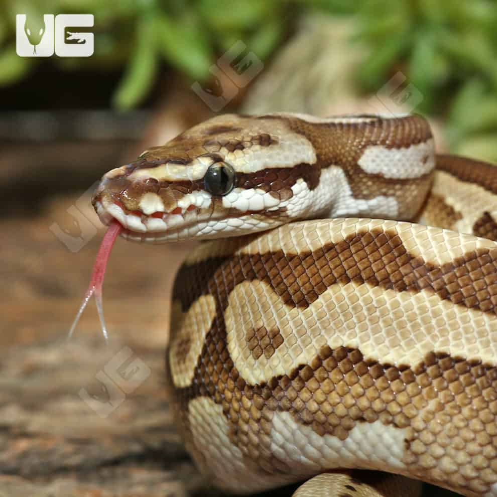 Ball Pythons For Sale - Underground Reptiles