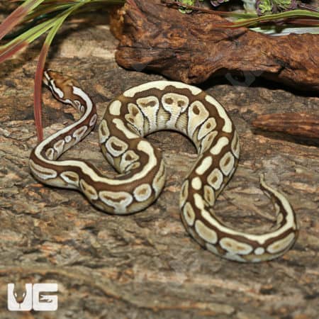 Yearling Male Lesser Spotnose Ball Python For Sale - Underground Reptiles