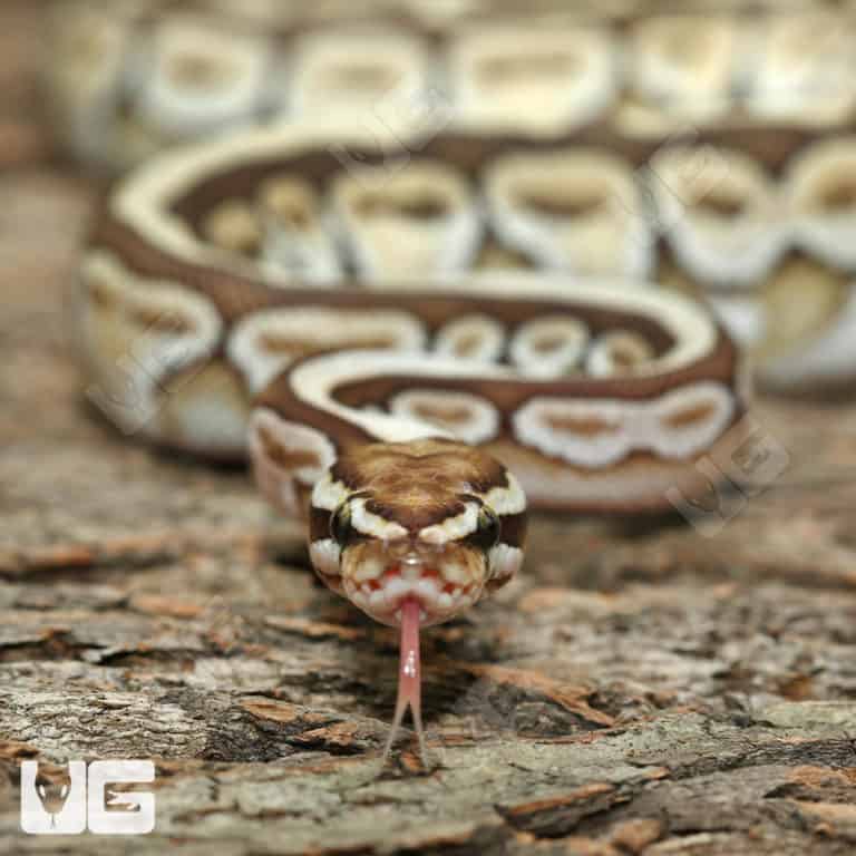 Yearling Male Lesser Spotnose Ball Python For Sale - Underground Reptiles