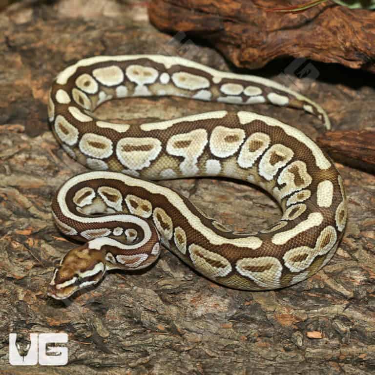 Yearling Male Lesser Spotnose Ball Python For Sale - Underground Reptiles