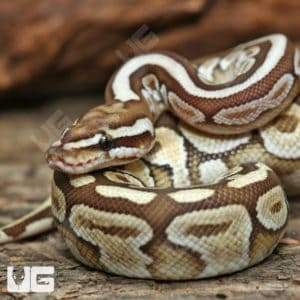 Yearling Male Lesser Spotnose Ball Python For Sale - Underground Reptiles