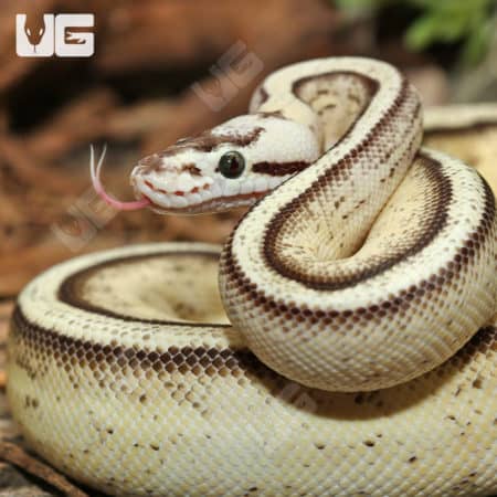 Ball Pythons For Sale - Underground Reptiles