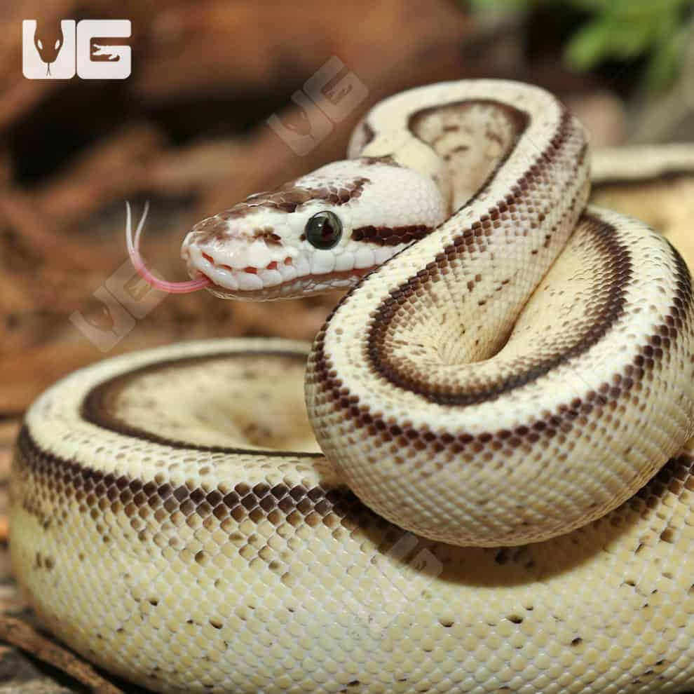 Baby Enchi Pied Ball Python For Sale - Underground Reptiles