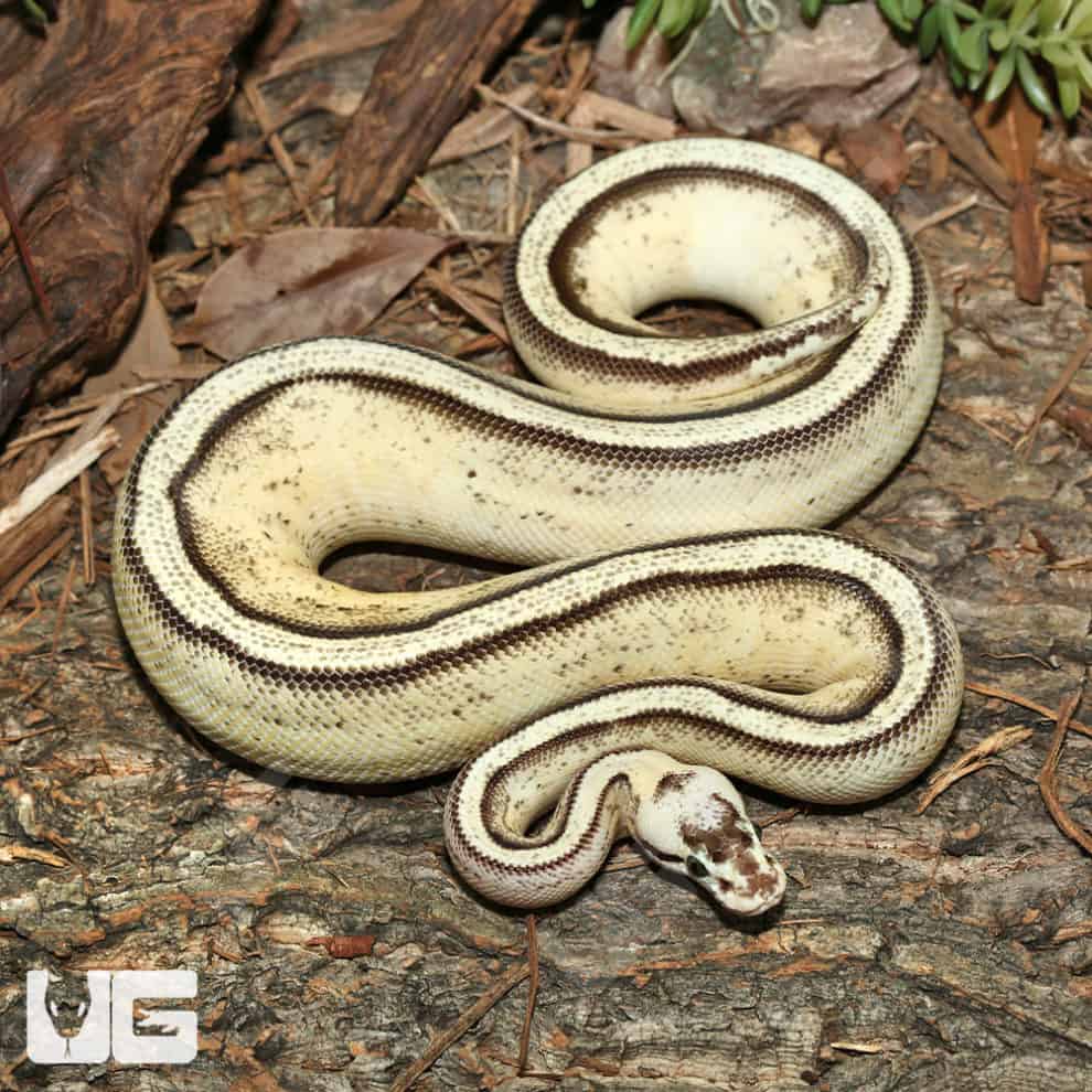 Baby Enchi Pied Ball Python For Sale - Underground Reptiles