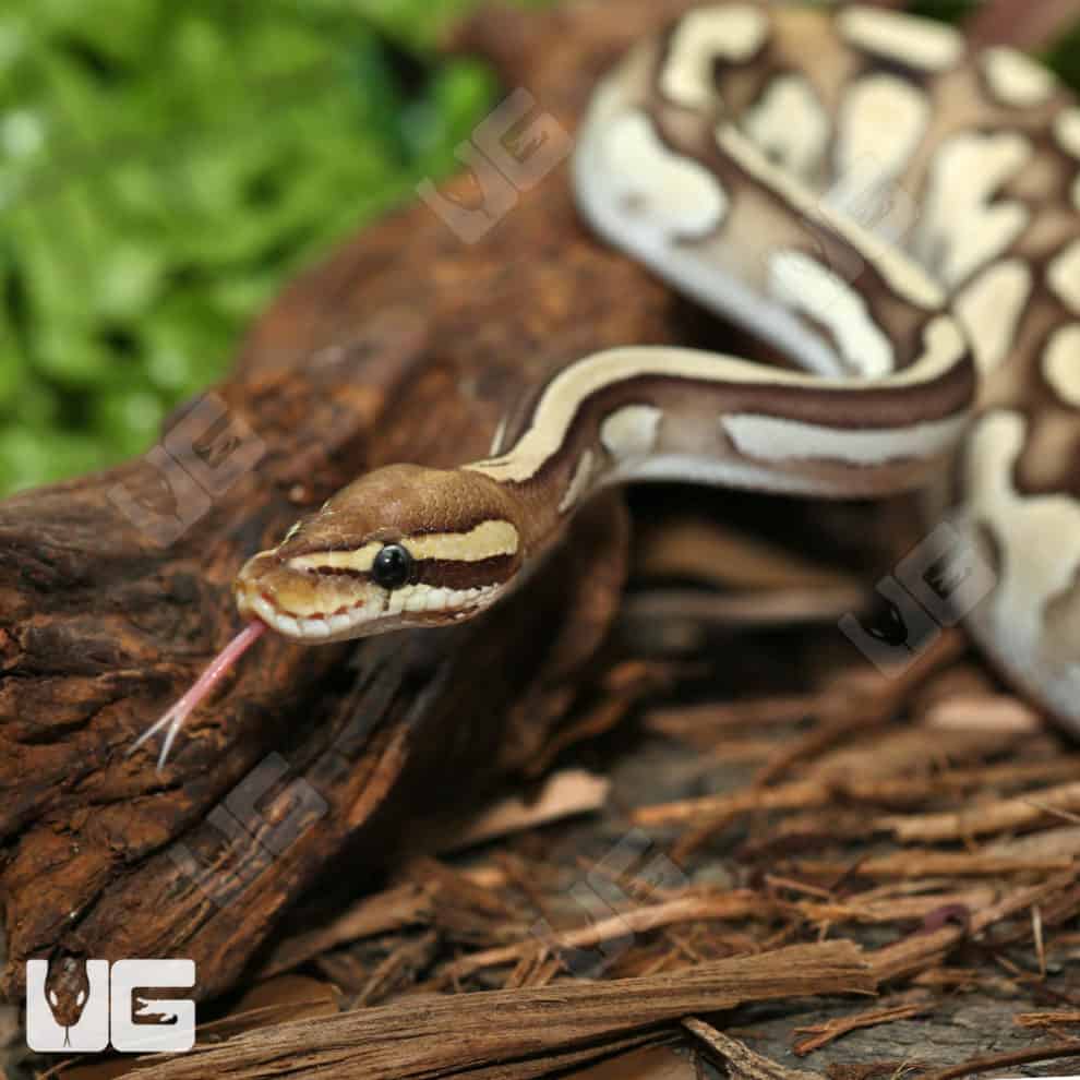 Ball Pythons For Sale - Underground Reptiles