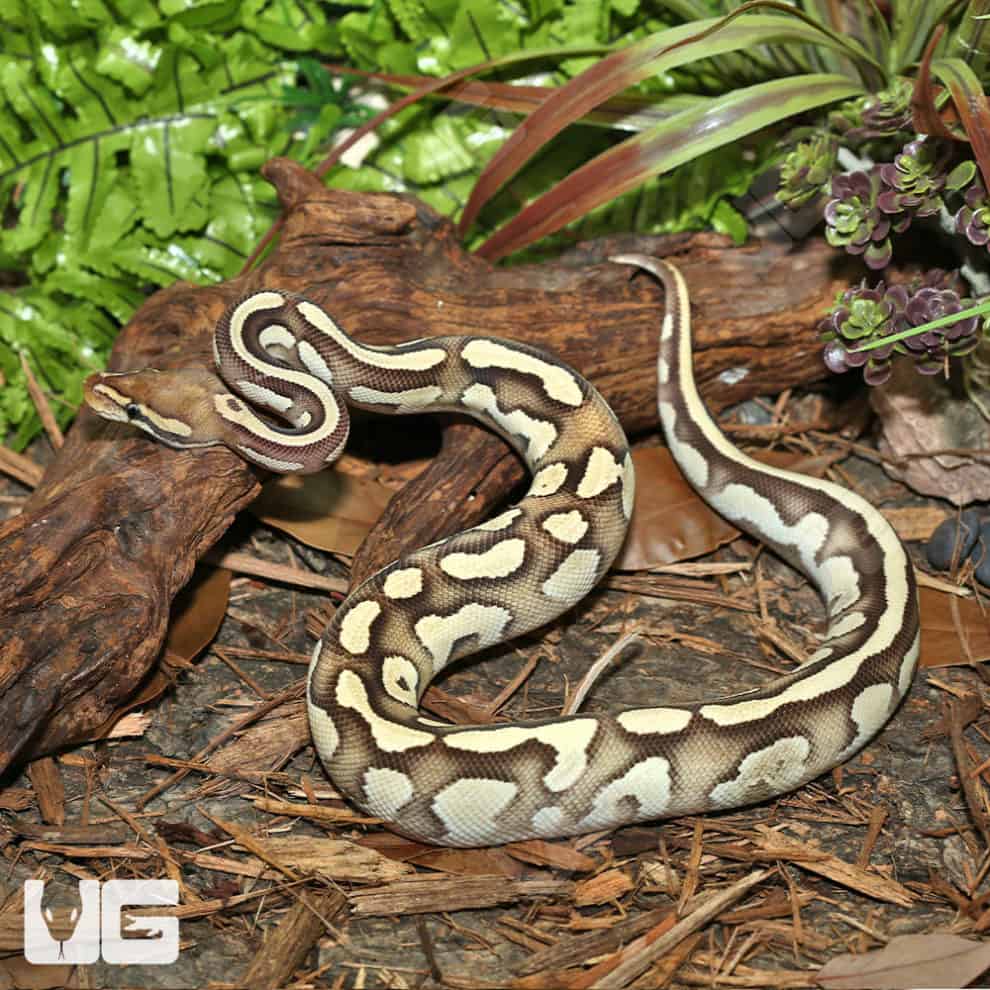 Ball Pythons For Sale - Underground Reptiles