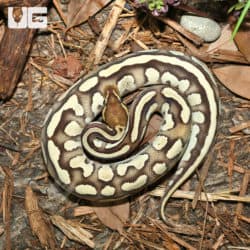 Baby Baby Enchi Firefly Hypo Ball Python For Sale - Underground Reptiles