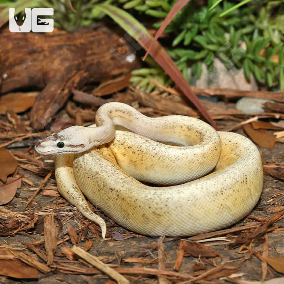 Baby Baby Enchi Firefly Hypo Ball Python For Sale - Underground Reptiles