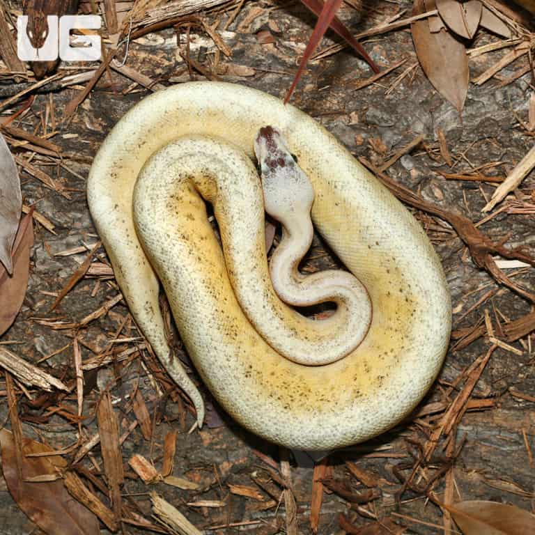Baby Baby Enchi Firefly Hypo Ball Python For Sale - Underground Reptiles