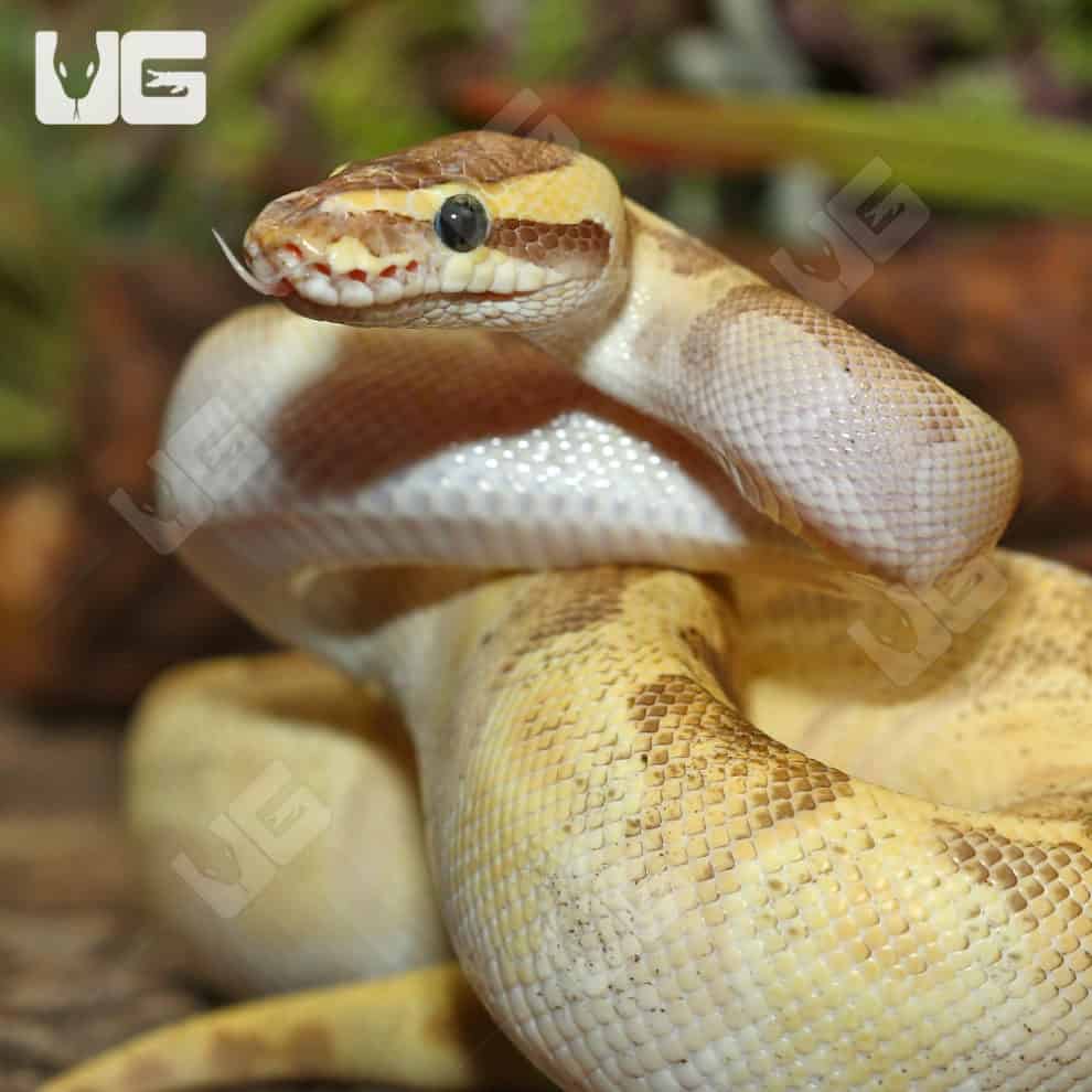 Yearling Female Super Mojave Fire Enchi Ball Python For Sale ...