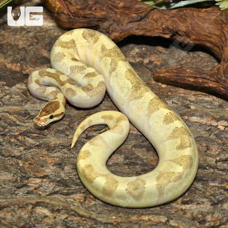 Yearling Female Super Mojave Fire Enchi Ball Python For Sale ...