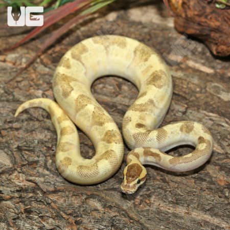 Yearling Female Super Mojave Fire Enchi Ball Python For Sale - Underground Reptiles