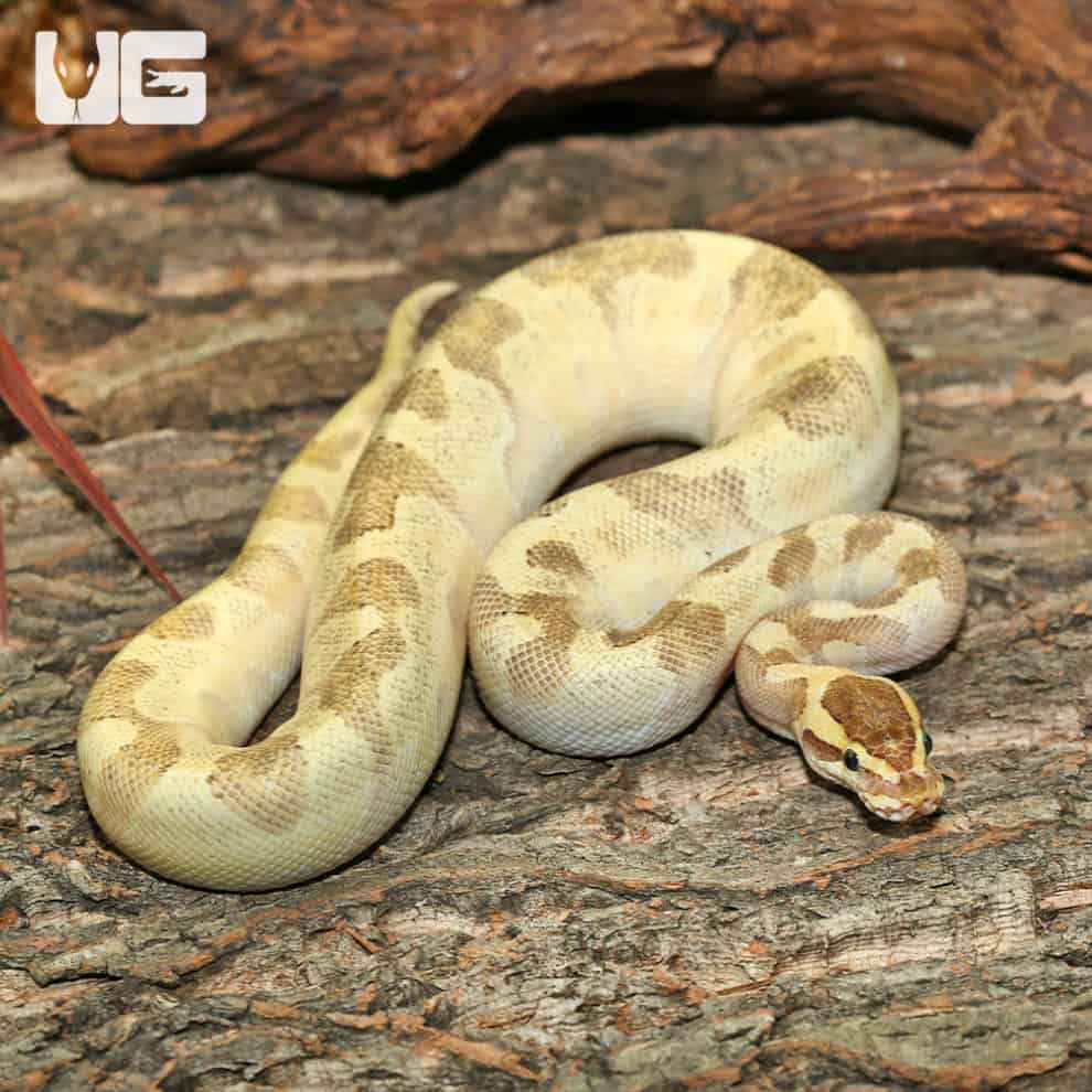 Yearling Female Super Mojave Fire Enchi Ball Python For Sale - Underground Reptiles