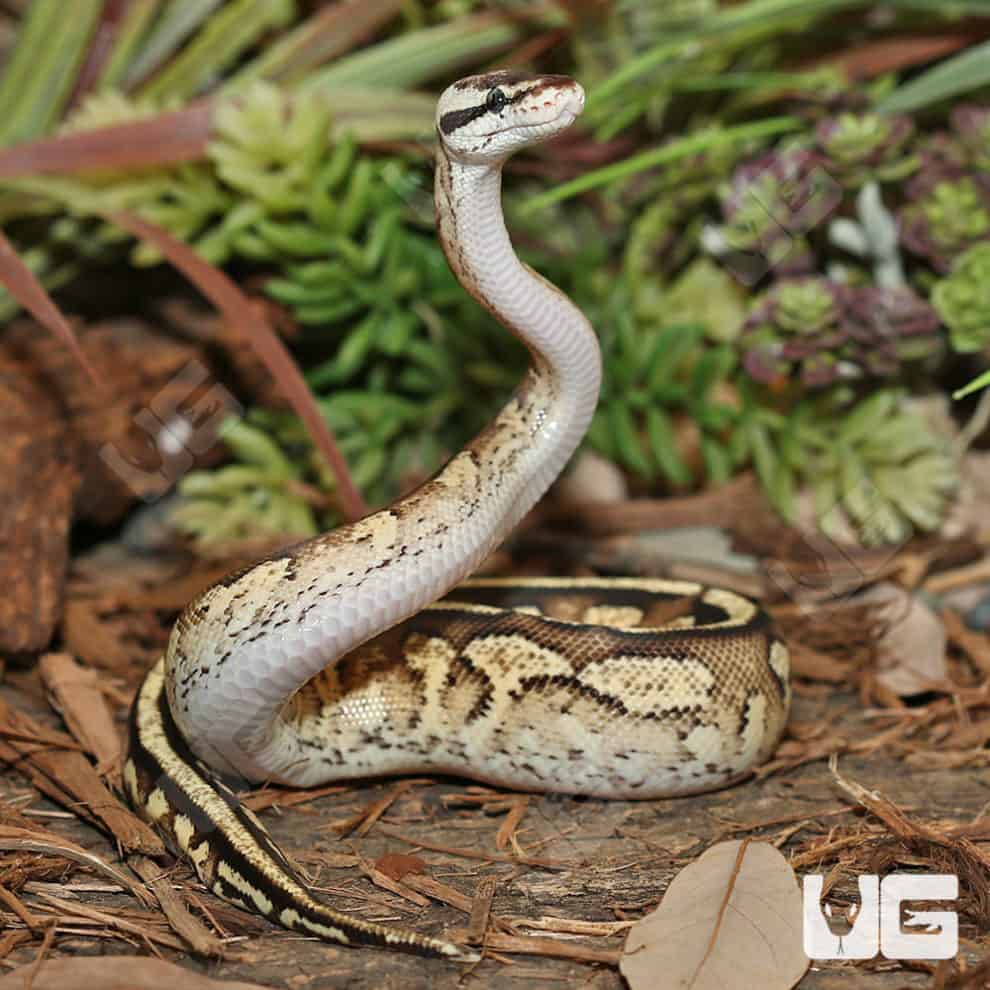 Baby Baby Enchi Firefly Hypo Ball Python For Sale - Underground Reptiles