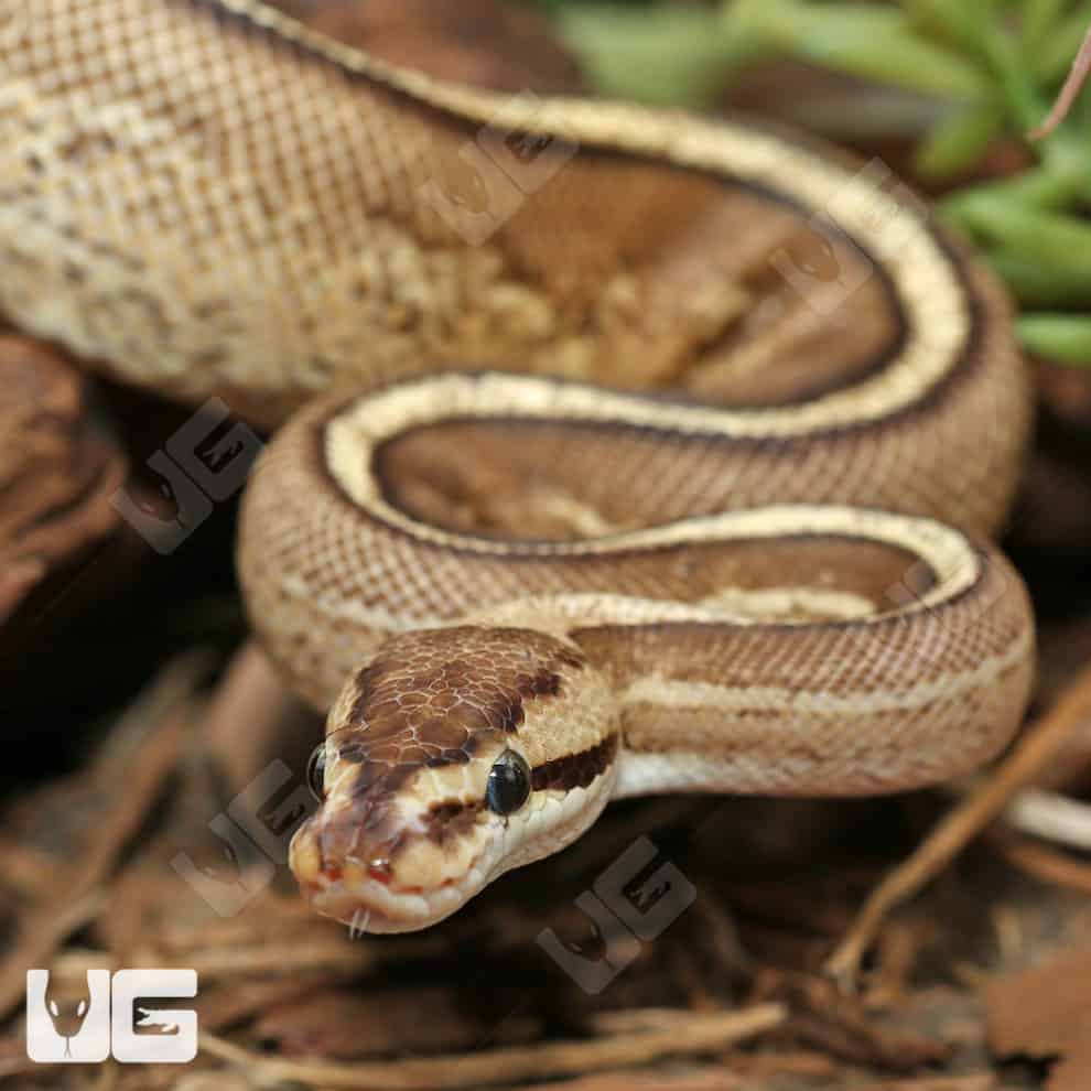 Ball Pythons For Sale - Underground Reptiles