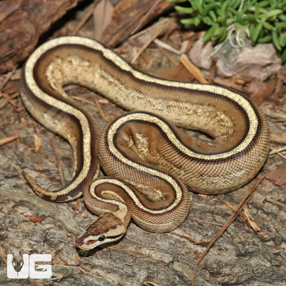 Baby Enchi Pied Ball Python For Sale - Underground Reptiles