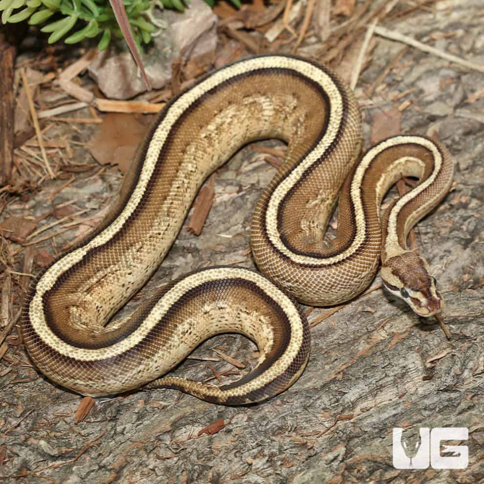 Ball Pythons For Sale - Underground Reptiles