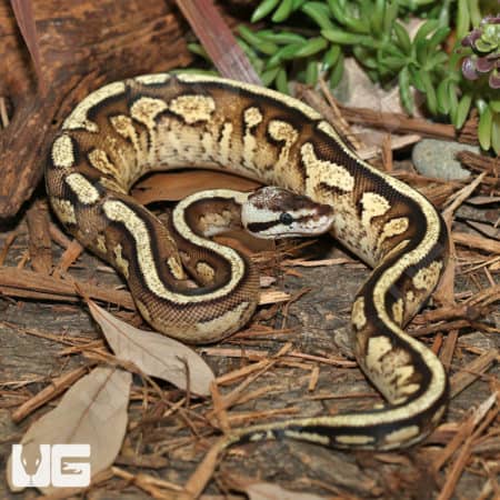 Baby Baby Enchi Firefly Hypo Ball Python For Sale - Underground Reptiles