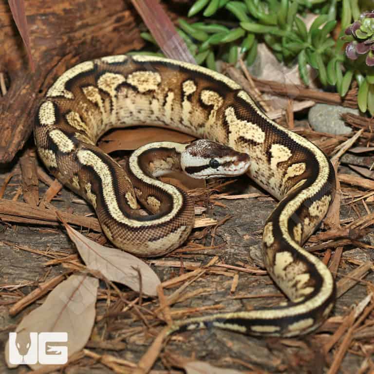 Baby Baby Enchi Firefly Hypo Ball Python For Sale - Underground Reptiles