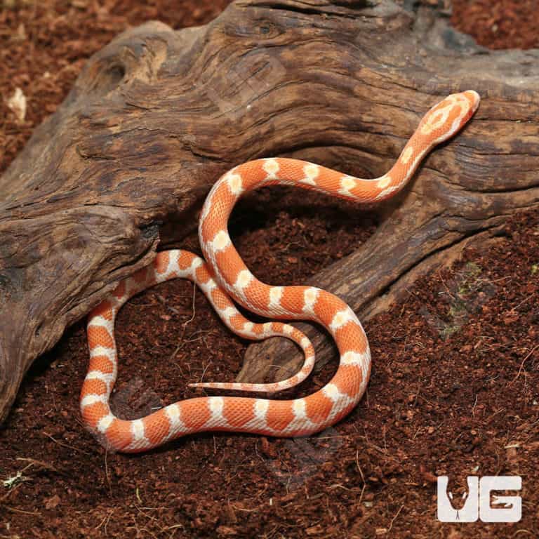 Baby Creamsicle Cornsnake (Pantherophis guttatus) For Sale ...