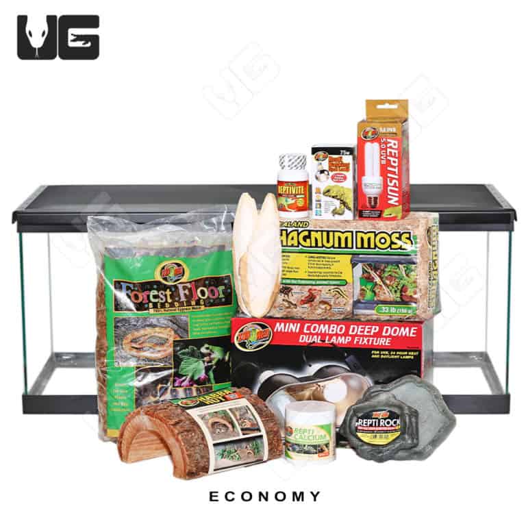 COMPLETE Baby Forest Tortoise Setup - Underground Reptiles