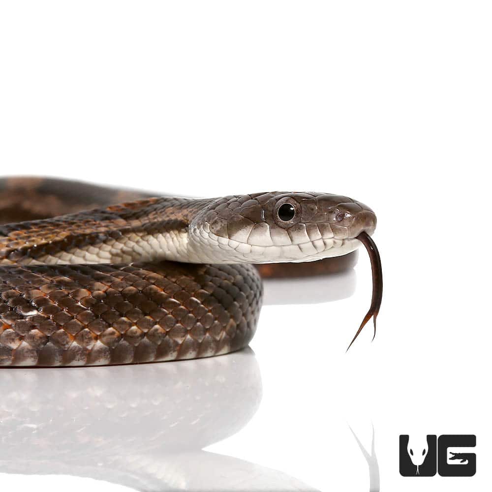 Baby Texas Rat Snakes