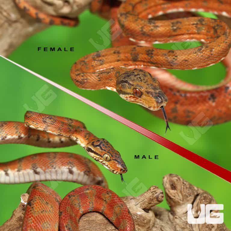 Baby Amazon Tree Boas For Sale - Underground Reptiles