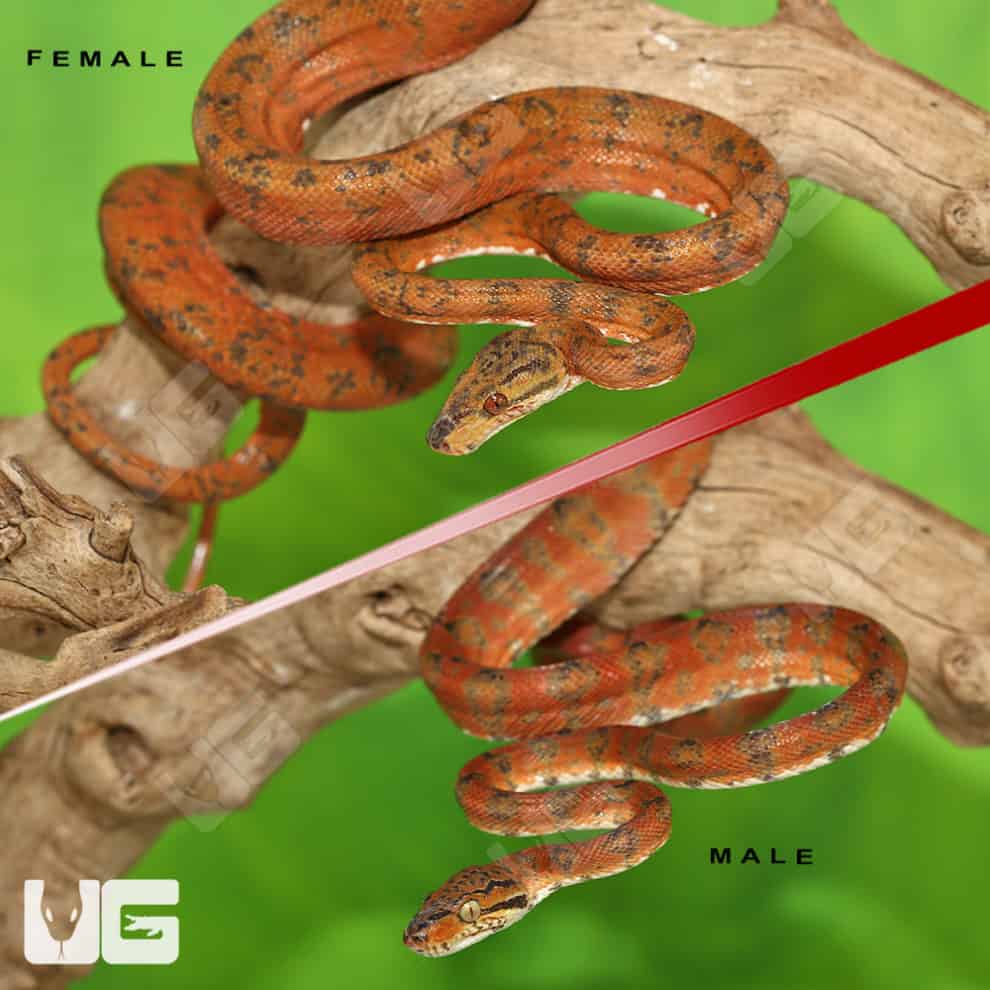 Baby Amazon Tree Boas For Sale - Underground Reptiles