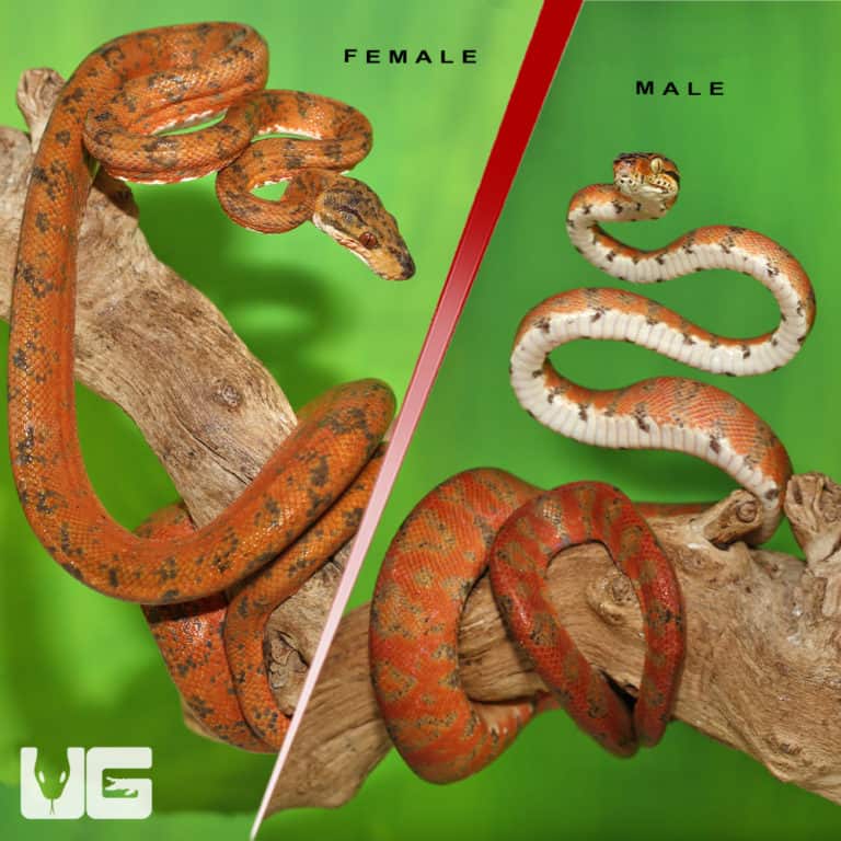 Baby Amazon Tree Boas For Sale - Underground Reptiles