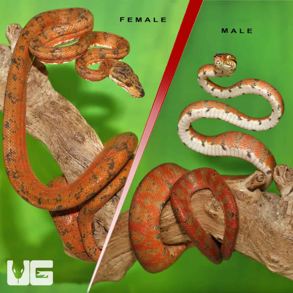 Baby Amazon Tree Boas For Sale - Underground Reptiles