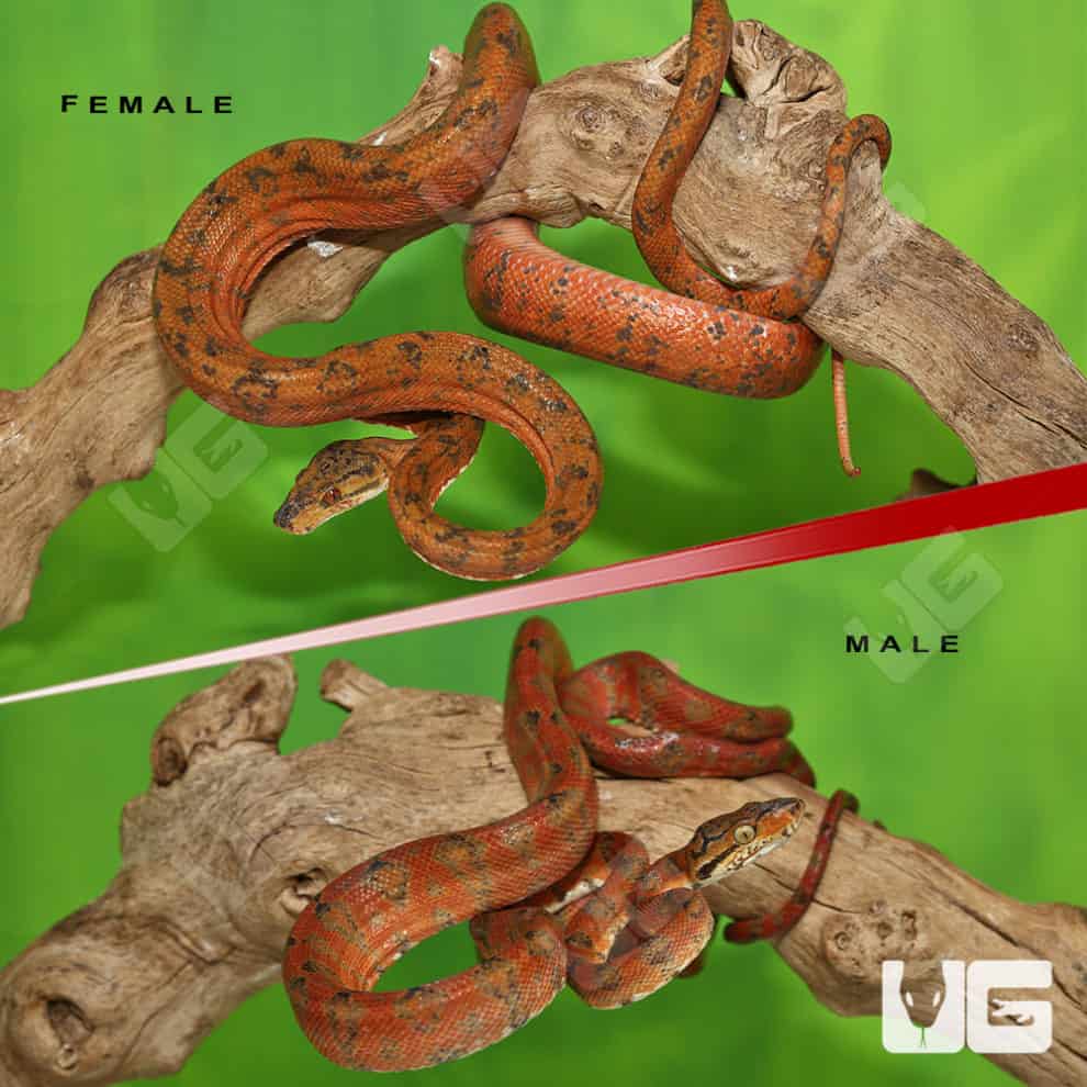 Baby Amazon Tree Boas For Sale - Underground Reptiles