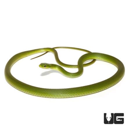 Rough Green Snake For Sale - Underground Reptiles