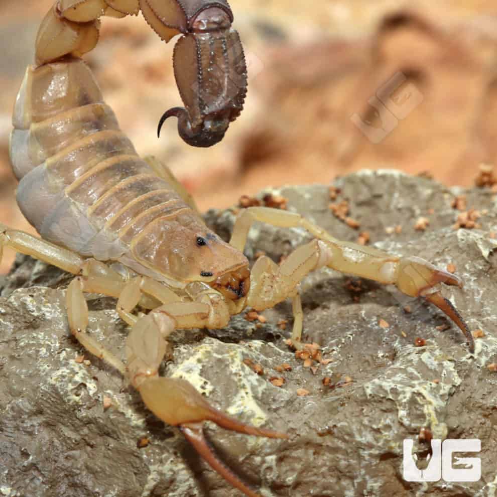 Tunisian Fat Tail Scorpion (Androctonus amoreuxi) For Sale ...