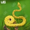 Yearling Biak Green Tree Python (Morelia viridis) For Sale ...