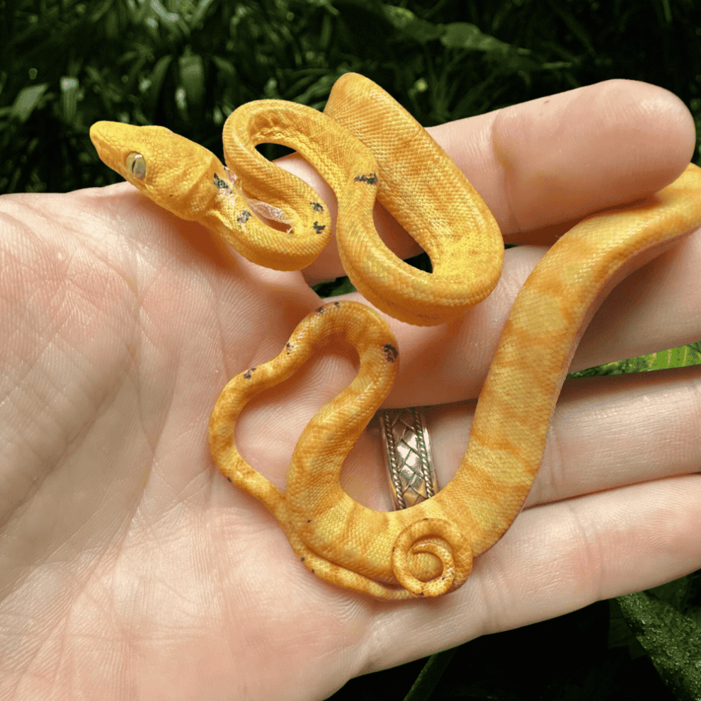 Colored Amazon Tree Boas For Sale - Underground Reptiles