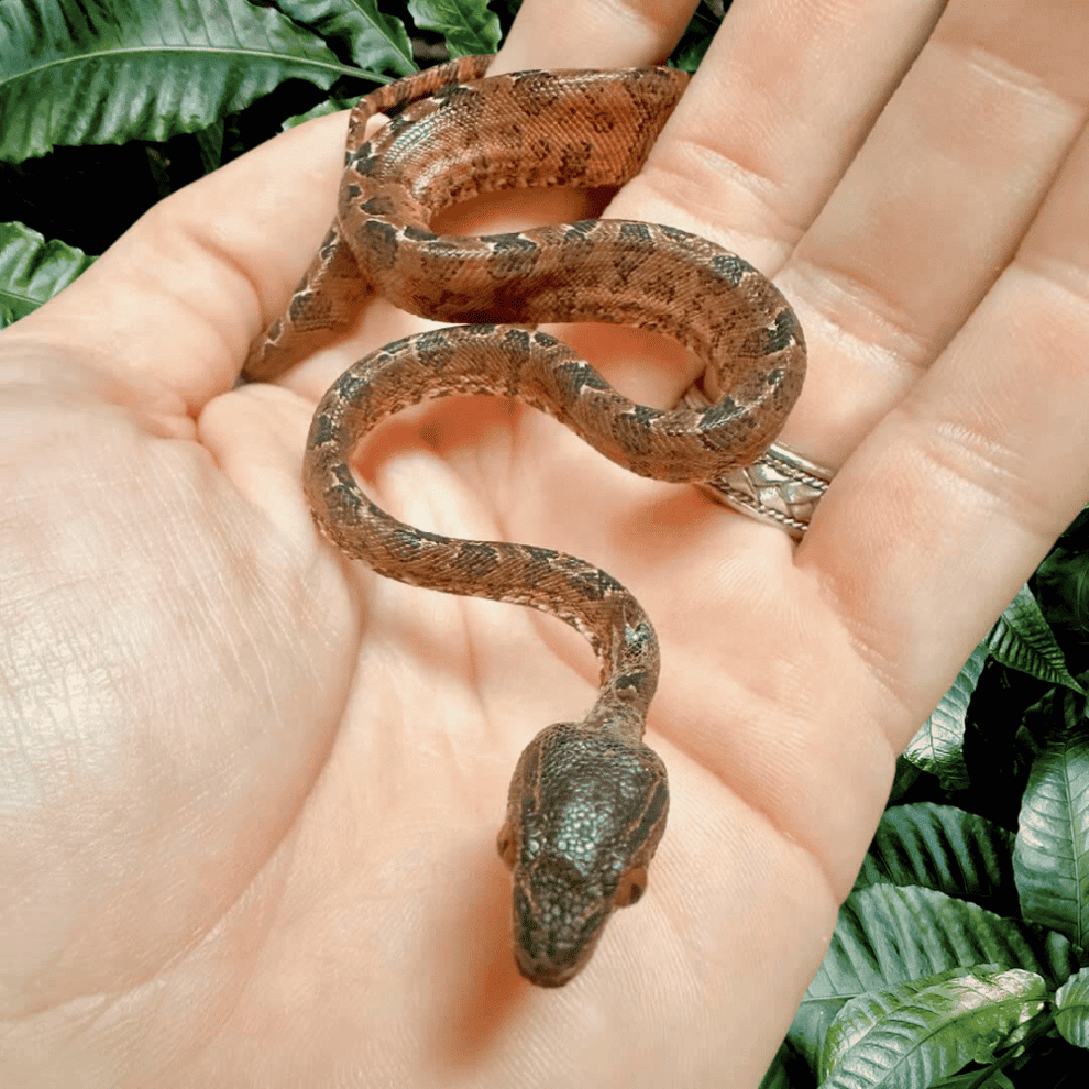 Colored Amazon Tree Boas For Sale - Underground Reptiles